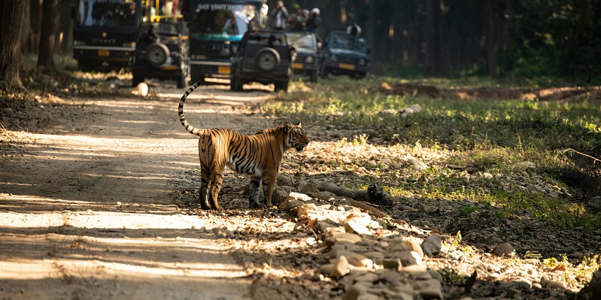 The Best Jungle Safari In Goa For Wildlife & Adventure - TripXL