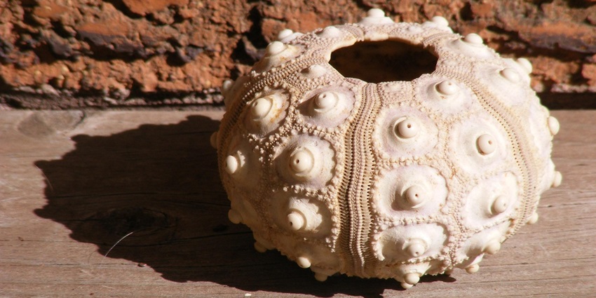 Seashell Museums: Explore Rare And Exotic Shell Collections - TripXL