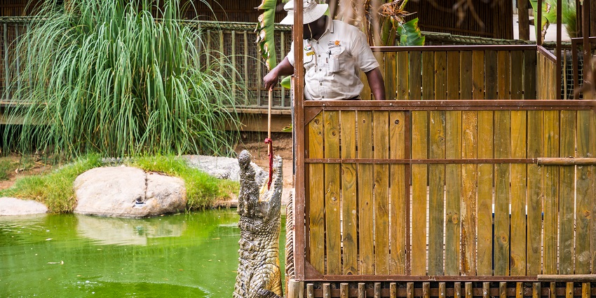 Zoos In South Africa: Family-Friendly Wildlife Adventures - TripXL