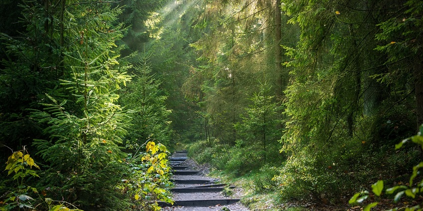 10 Top Things To Do In Bastogne For History & Nature Lovers - TripXL